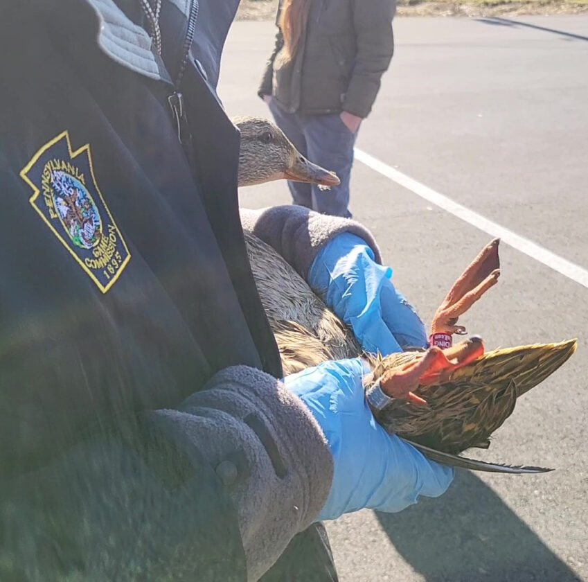 Pennsylvania Game Commission to collect data on ducks via GPS ...